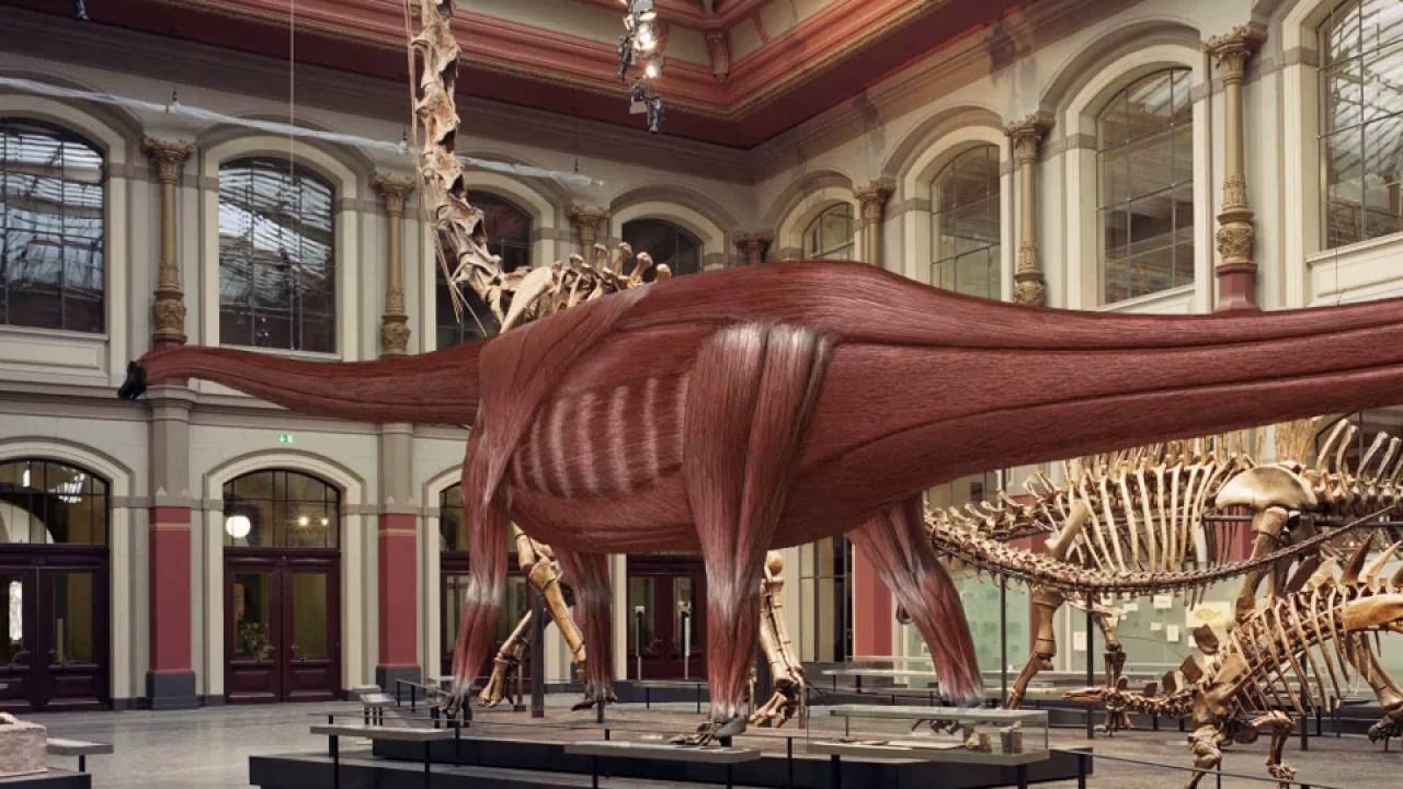 Archosaurier Silberunzen aus Südafrika – Anlagegold24.de